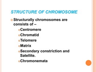 Chromosome//structue of chromosome | PPTX | Genetics | Science