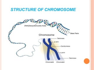 Chromosome//structue of chromosome | PPTX | Genetics | Science