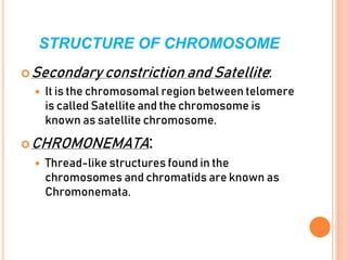 Chromosome//structue of chromosome | PPTX | Genetics | Science
