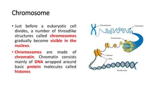 Chromosome.pptx
