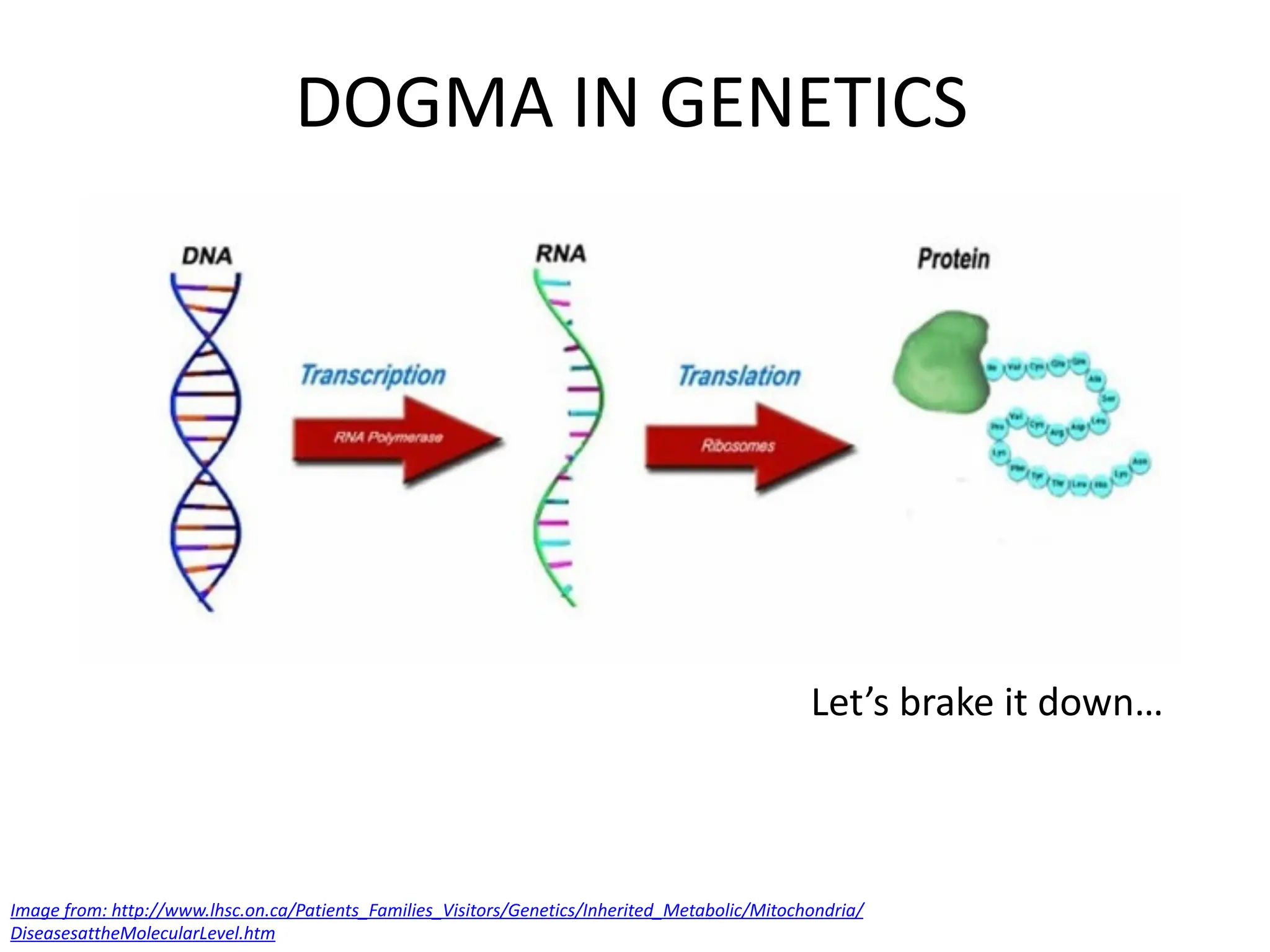 CHROMOSOME.pdf cell division DNA cancers | PPT