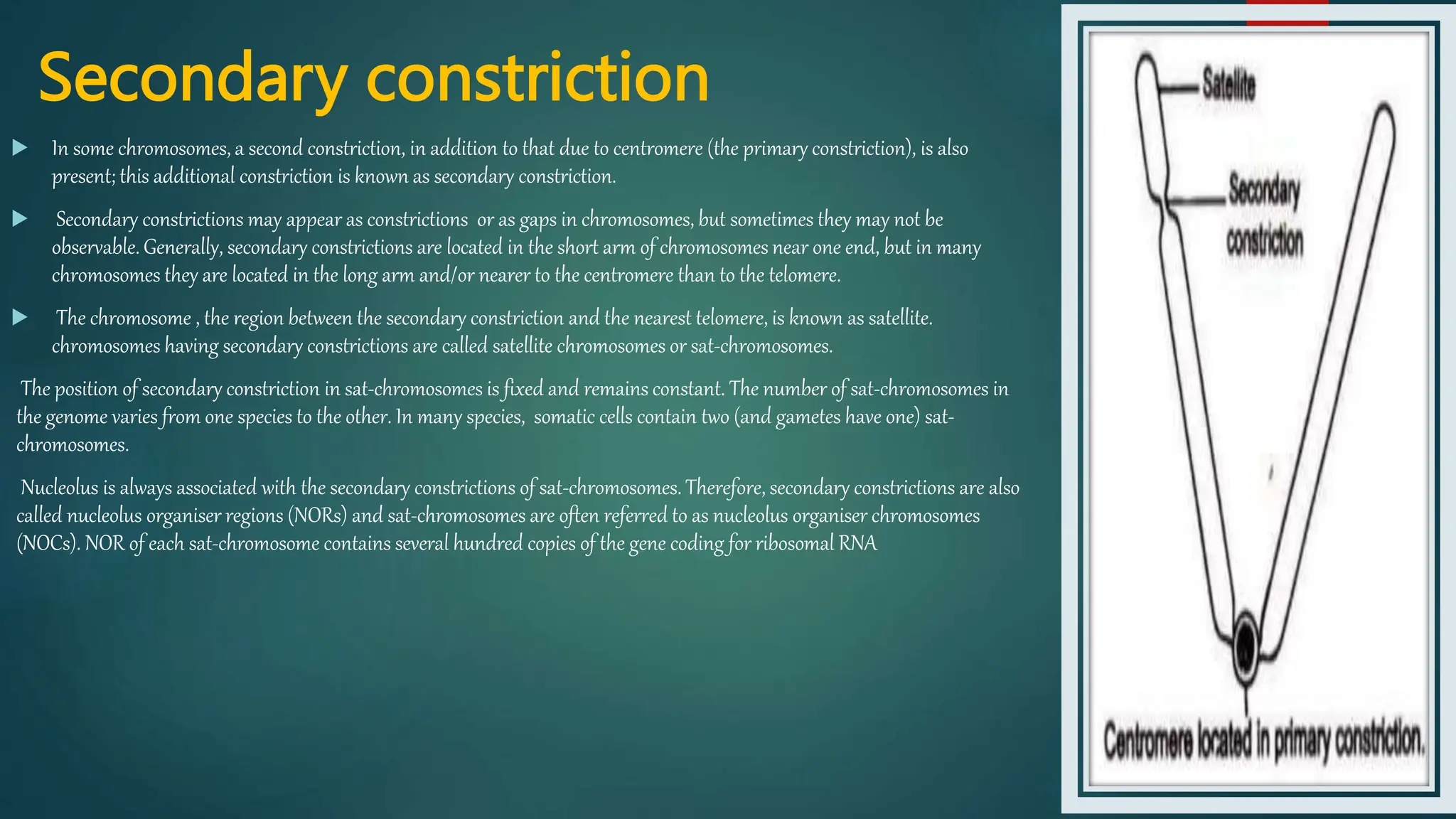 presentation on chromosome morphology and karyotype | PPTX