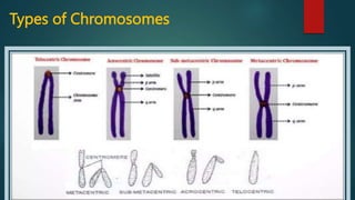 presentation on chromosome morphology and karyotype | PPTX