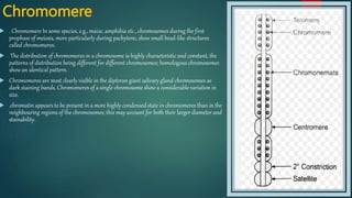 presentation on chromosome morphology and karyotype | PPTX