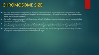 presentation on chromosome morphology and karyotype | PPTX