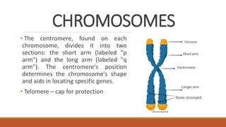 CHROMOSOME AND PARTS for Grade 11 STEM.. | PPTX