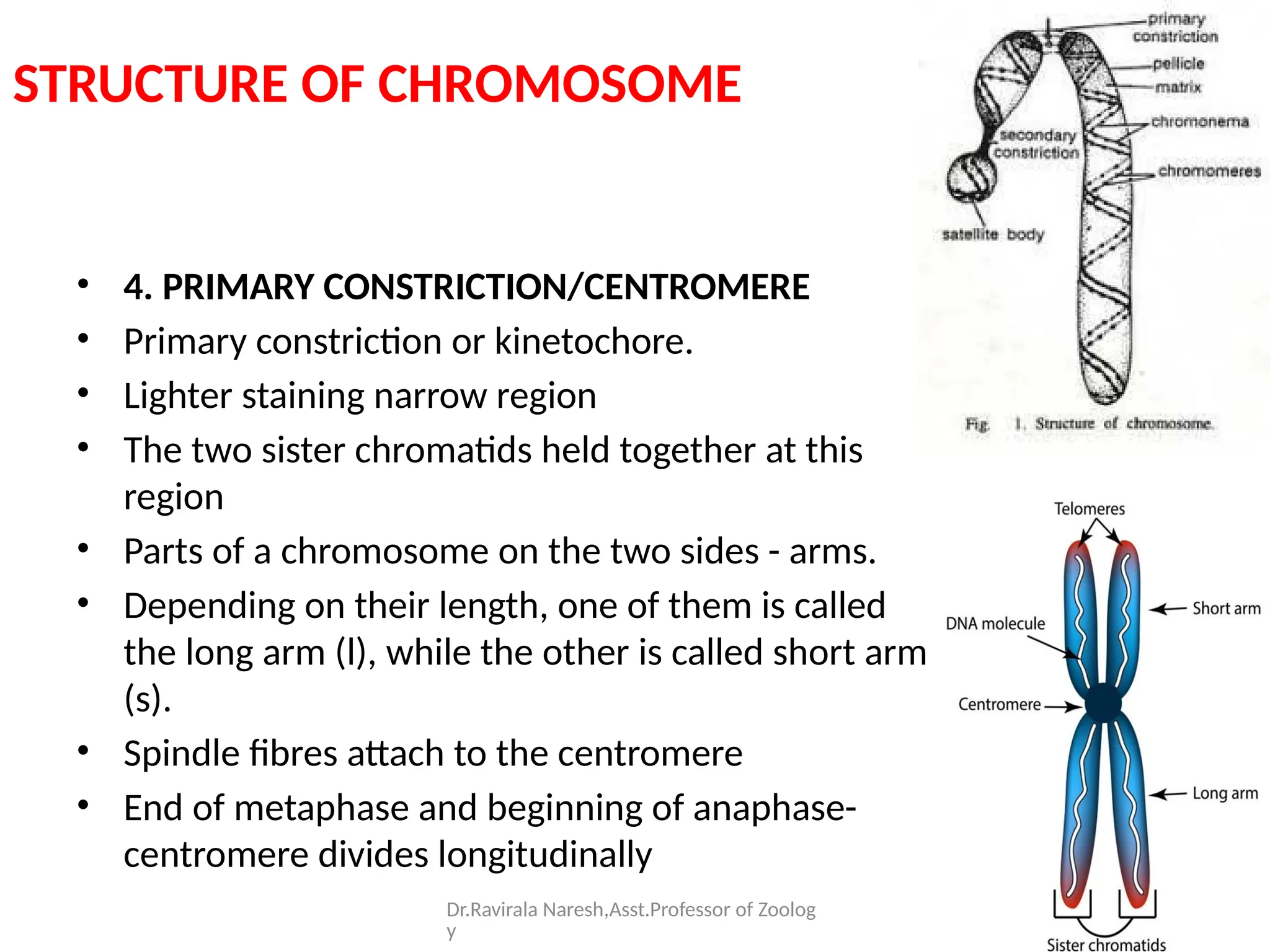 STRUCTURE ,TYPES AND FUNCTIONS OF CHROMOSOMES | PPTX