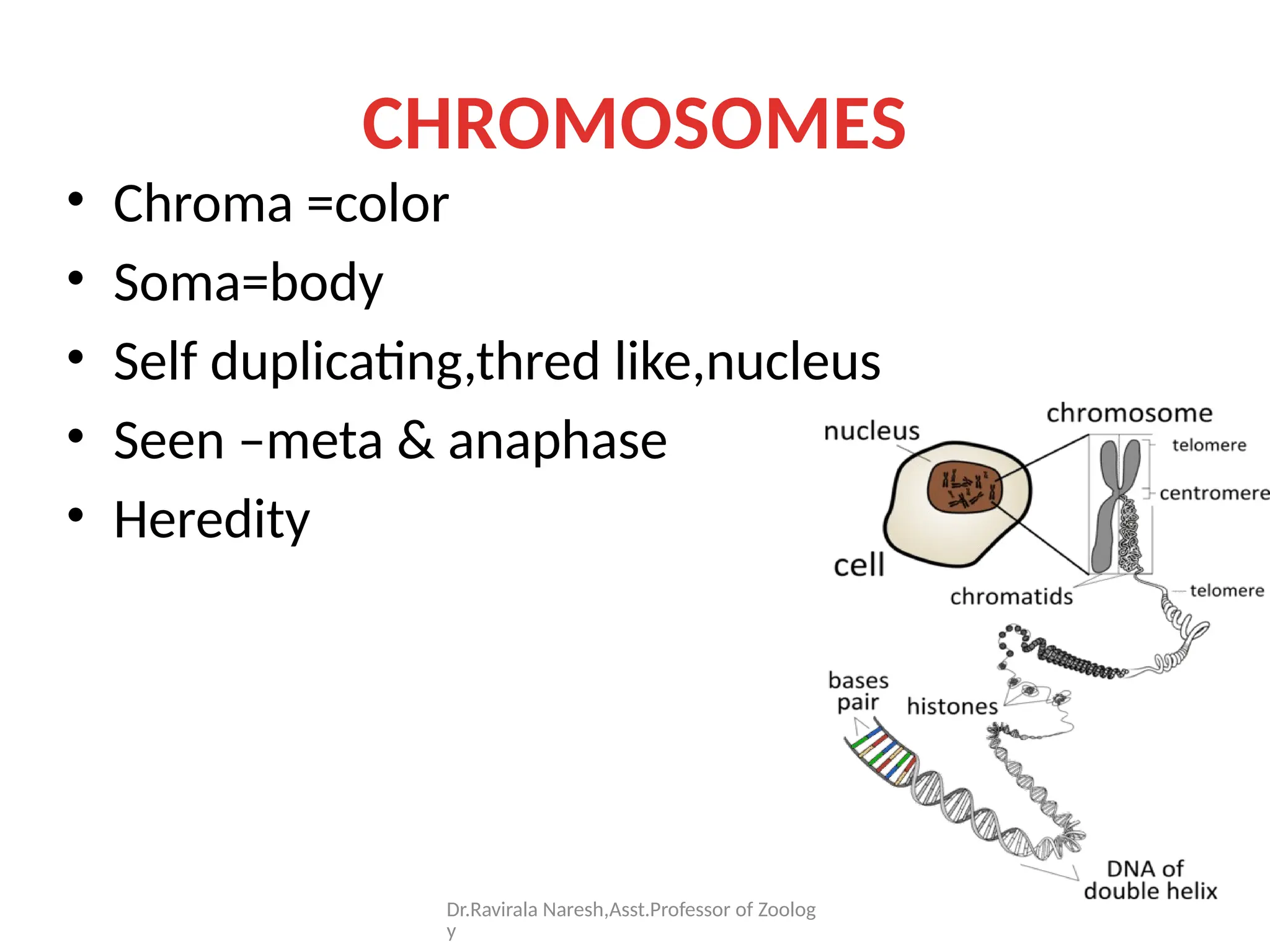 STRUCTURE ,TYPES AND FUNCTIONS OF CHROMOSOMES | PPTX