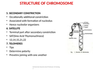 STRUCTURE ,TYPES AND FUNCTIONS OF CHROMOSOMES | PPTX