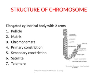 STRUCTURE ,TYPES AND FUNCTIONS OF CHROMOSOMES | PPTX