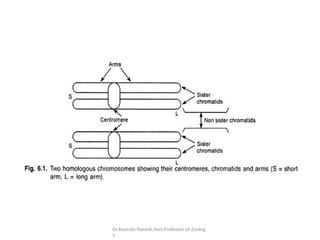 STRUCTURE ,TYPES AND FUNCTIONS OF CHROMOSOMES | PPTX