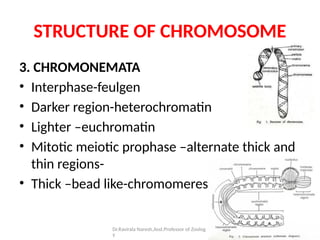 STRUCTURE ,TYPES AND FUNCTIONS OF CHROMOSOMES | PPTX