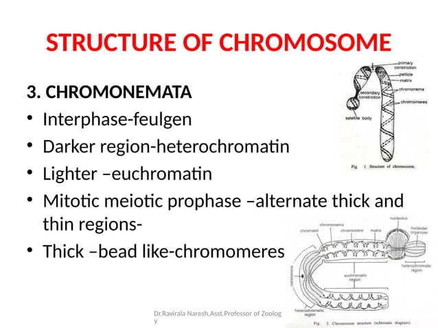 STRUCTURE ,TYPES AND FUNCTIONS OF CHROMOSOMES | PPT