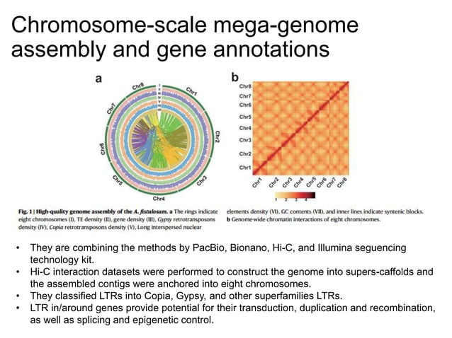 Chromosome Level Genome Assembly 221220 Pptx