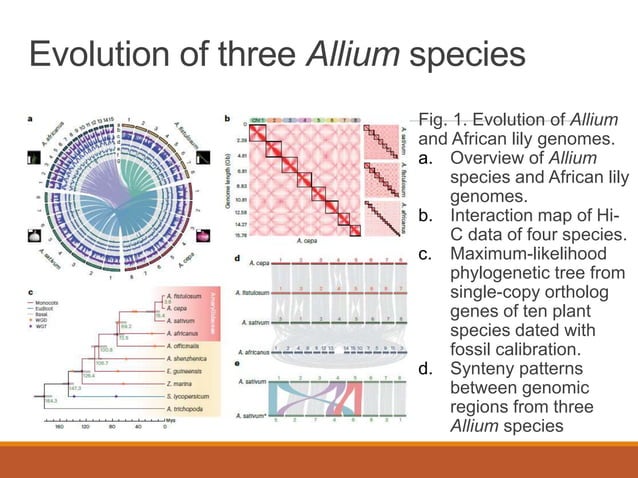 Chromosome-level genomes of three key_231116.pptx | Gardening | Home ...
