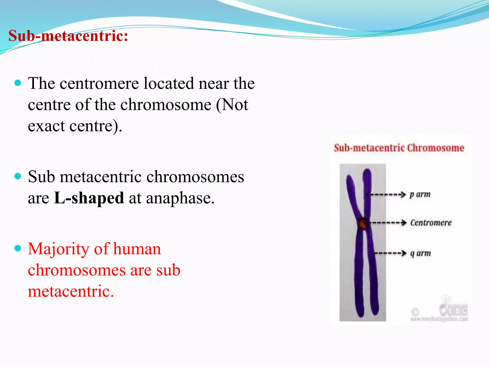 Structural organization of Chromosome | PPTX