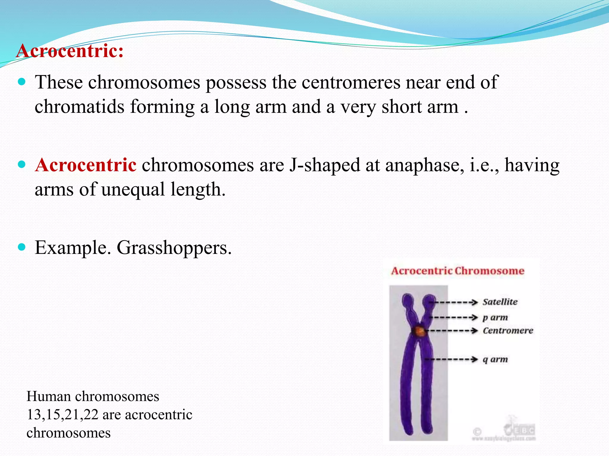 Structural organization of Chromosome | PPTX