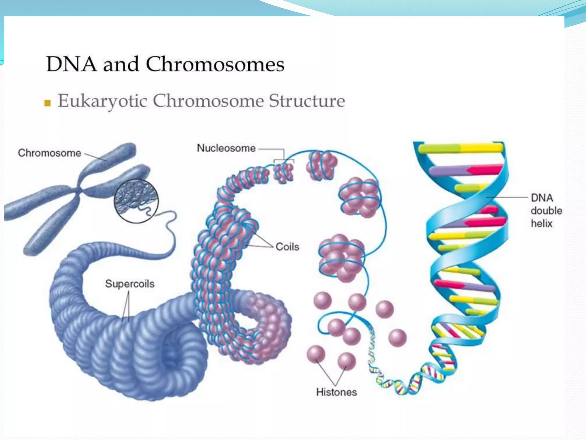 Structural organization of Chromosome | PPTX