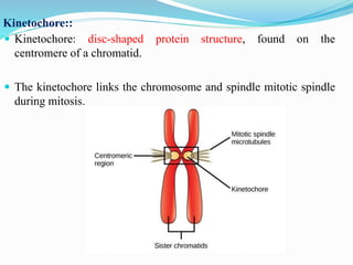 Structural organization of Chromosome | PPTX
