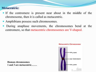 Structural organization of Chromosome | PPTX