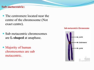 Structural organization of Chromosome | PPTX