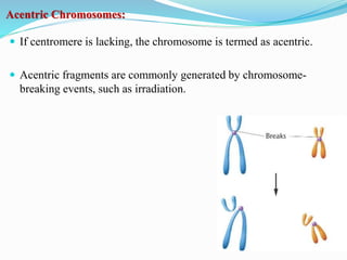 Structural organization of Chromosome | PPTX