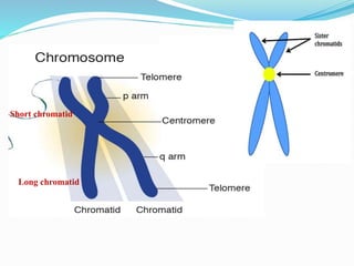 Structural organization of Chromosome | PPTX