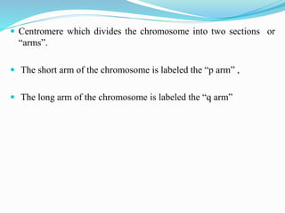 Structural organization of Chromosome | PPTX