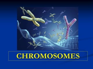 Chromosome2.ppt
