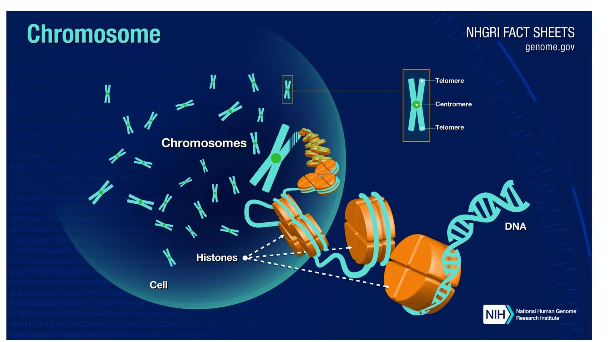 Chromosome abberations.pptx