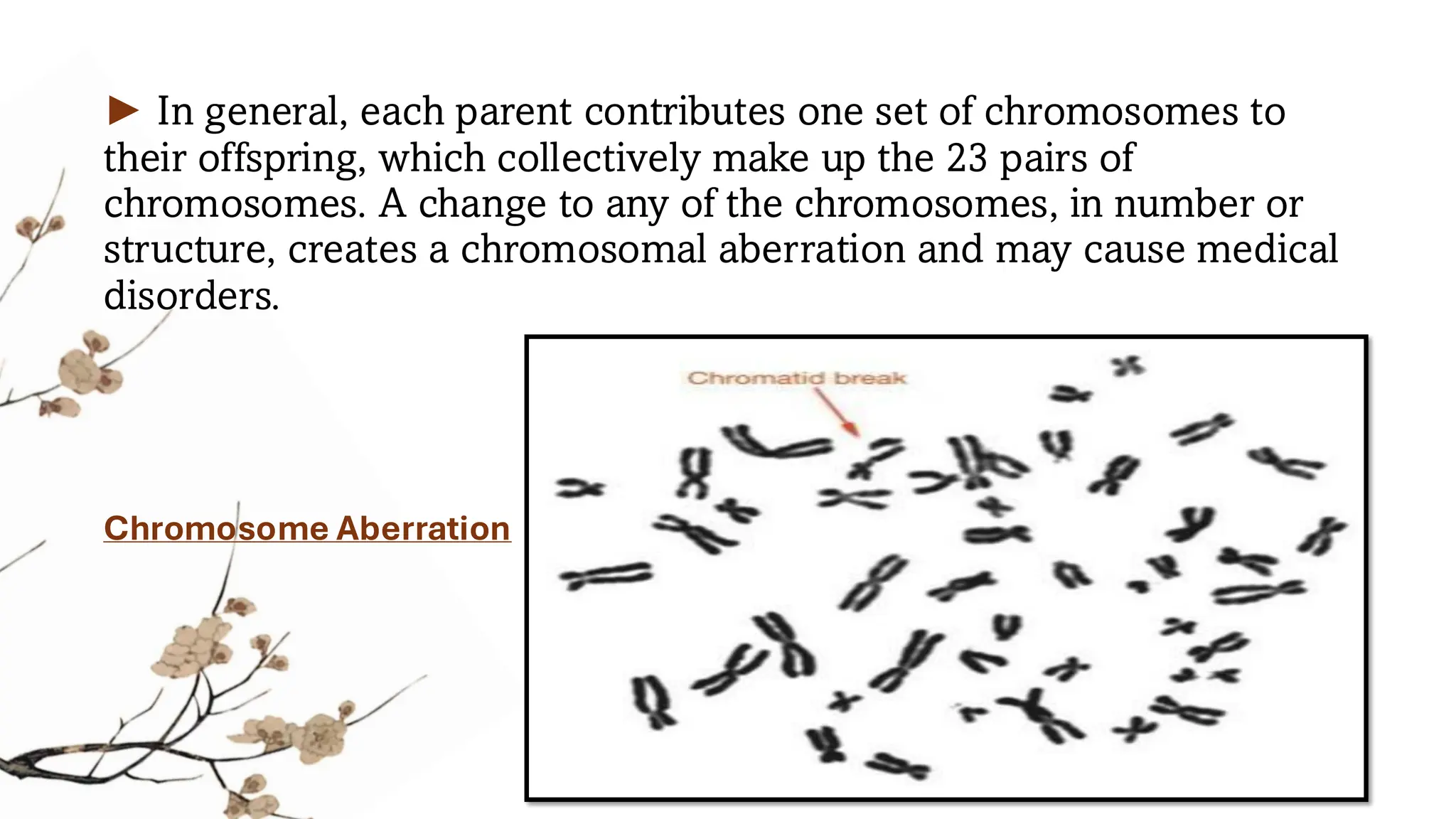 chromosome Aberration and polyploidy M.Sc. 1st | PDF