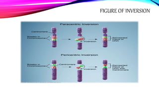 Structural Chromosome aberration ppt | PPTX