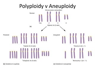 Types of Chromosome Aberrations or abnormalities.pptx