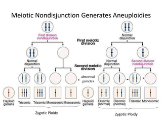 Types of Chromosome Aberrations or abnormalities.pptx