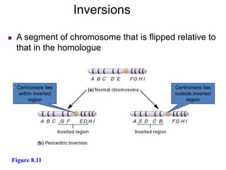 Types of Chromosome Aberrations or abnormalities.pptx
