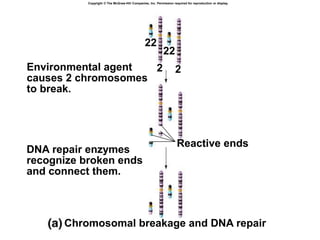 Types of Chromosome Aberrations or abnormalities.pptx