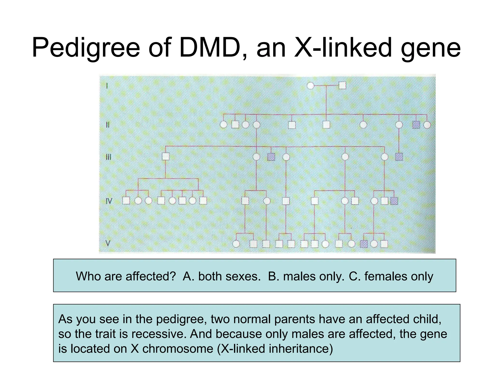 Power point presentation on Chromosome and Human Genetics.ppt ...