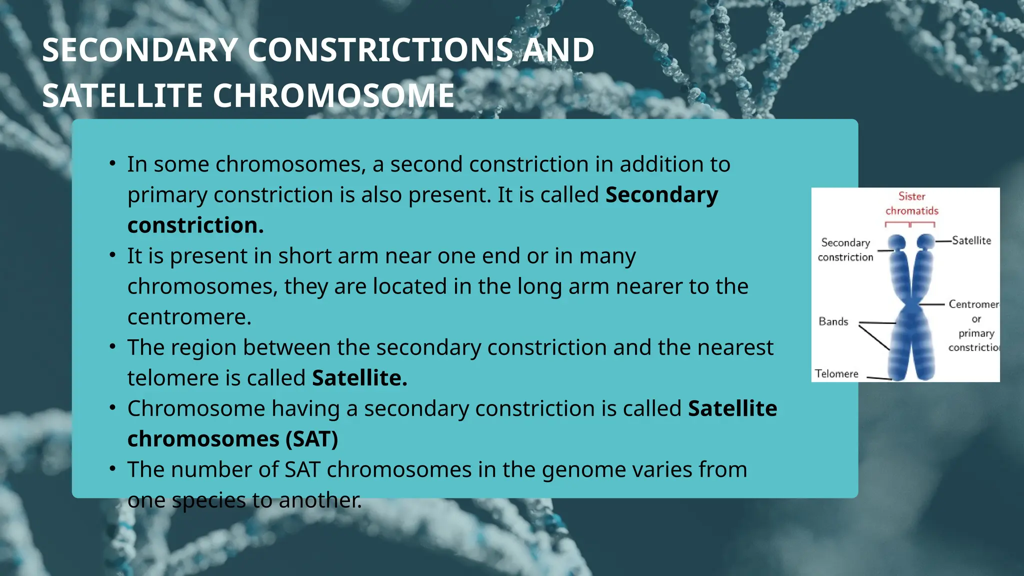 Chromosome and it's structure and types .pptx