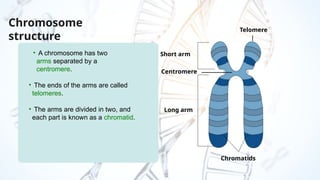 Chromosome and it's structure and types .pptx