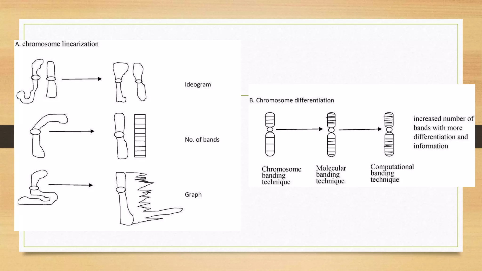 CHROMOSOME BANDING PATTERN_Dr. Sonia.pdf