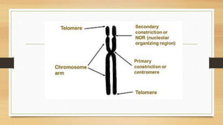 CHROMOSOME BANDING PATTERN_Dr. Sonia.pdf