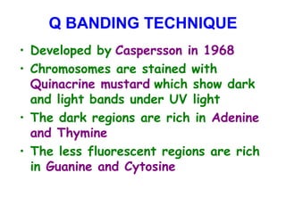 Chromosome banding techniques/methods.ppt