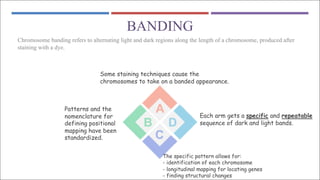 CHROMOSOME CORRE.pdf cell division DNA & RNA | PPT