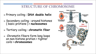 CHROMOSOME CORRE.pdf cell division DNA & RNA | PPT