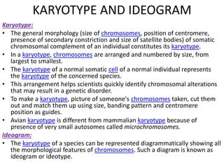 CHROMOSOMES | PPT