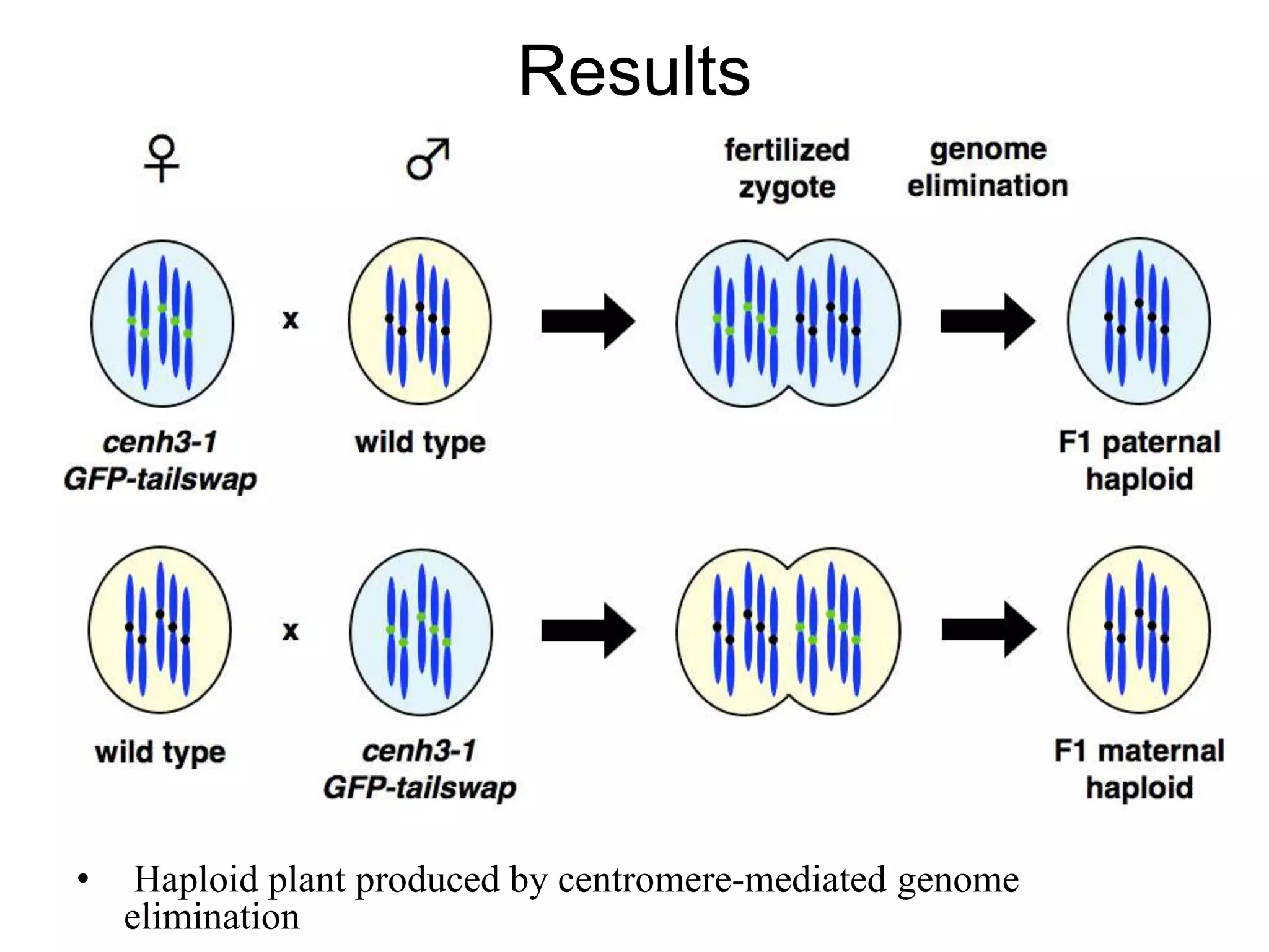 Chromosome engineering | PPTX