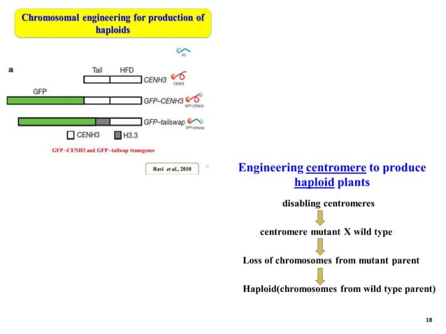 Chromosome engineering | PPTX