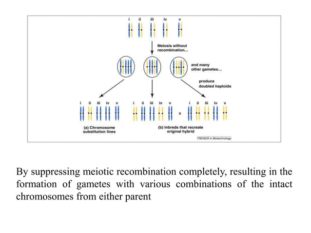 Chromosome engineering | PPTX