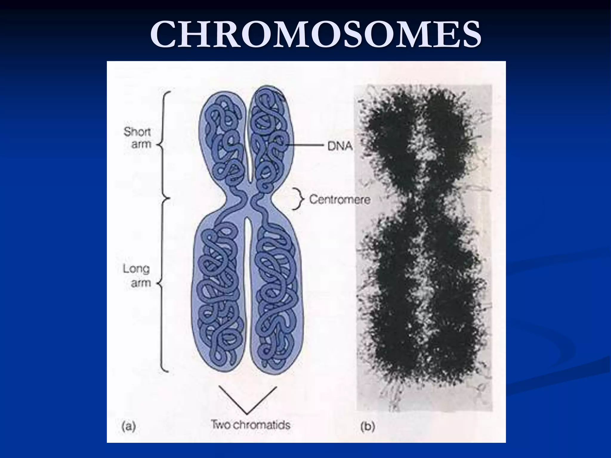 Chromosome Final Today.ppt