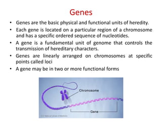 Chromosome Gene.pptx